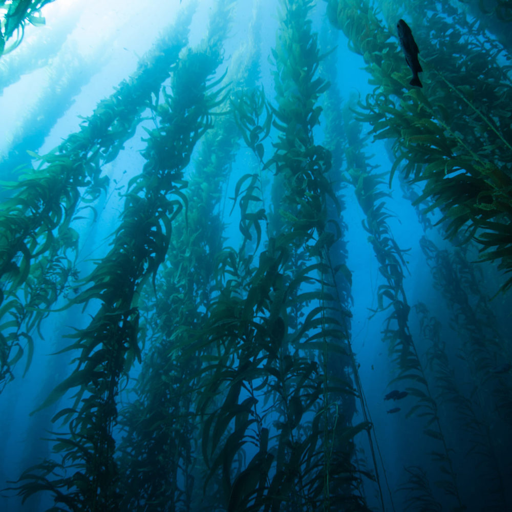 Spanish Shawl, Living Jewel of the Rocky Reef | California Diving News