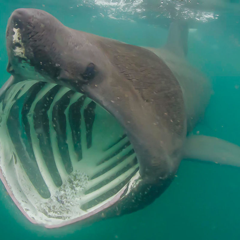 Spanish Shawl, Living Jewel of the Rocky Reef | California Diving News