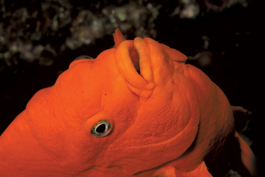Spanish Shawl, Living Jewel of the Rocky Reef | California Diving News